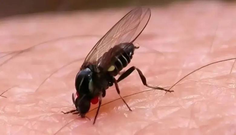 El barigüí, el insecto que “muerde” y aparece con fuerza en La Plata y ...